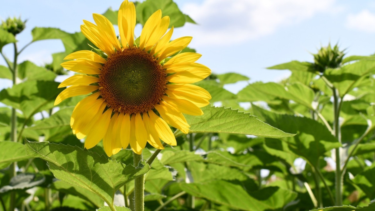 Santa Cruz lidera la cartera de créditos del BDP-SAM, impulsando el crecimiento productivo del ...